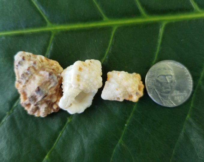 Craft Supplies Hawaiian Frog Triton Shells Kauai Shells Pacific Ocean ...
