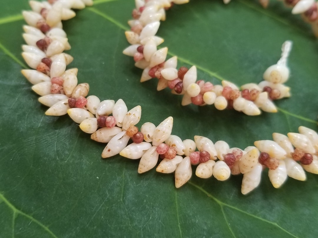 Laiki Shell Lei: Kahelelani Shells, Laiki Shells, Puka Shells, 50lb ...