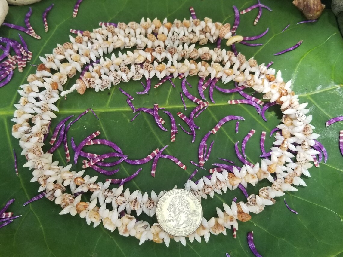 Kahelelani Shell Necklace Momi Shell Jewelry Momi Shell - Etsy