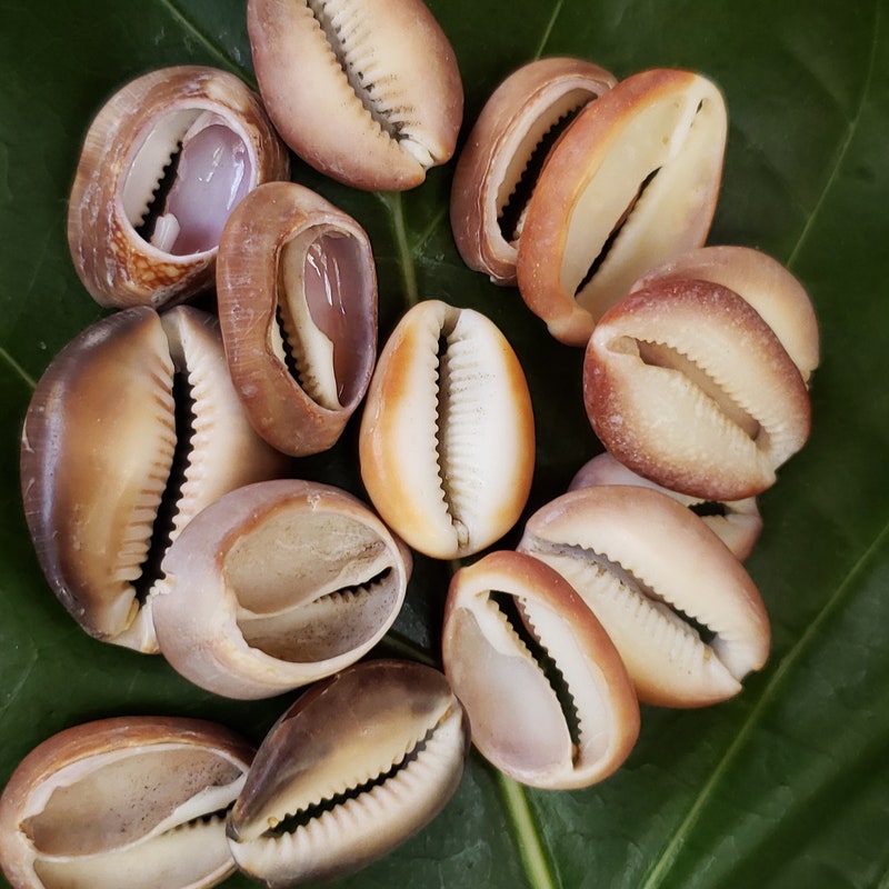 Cowrie - Etsy