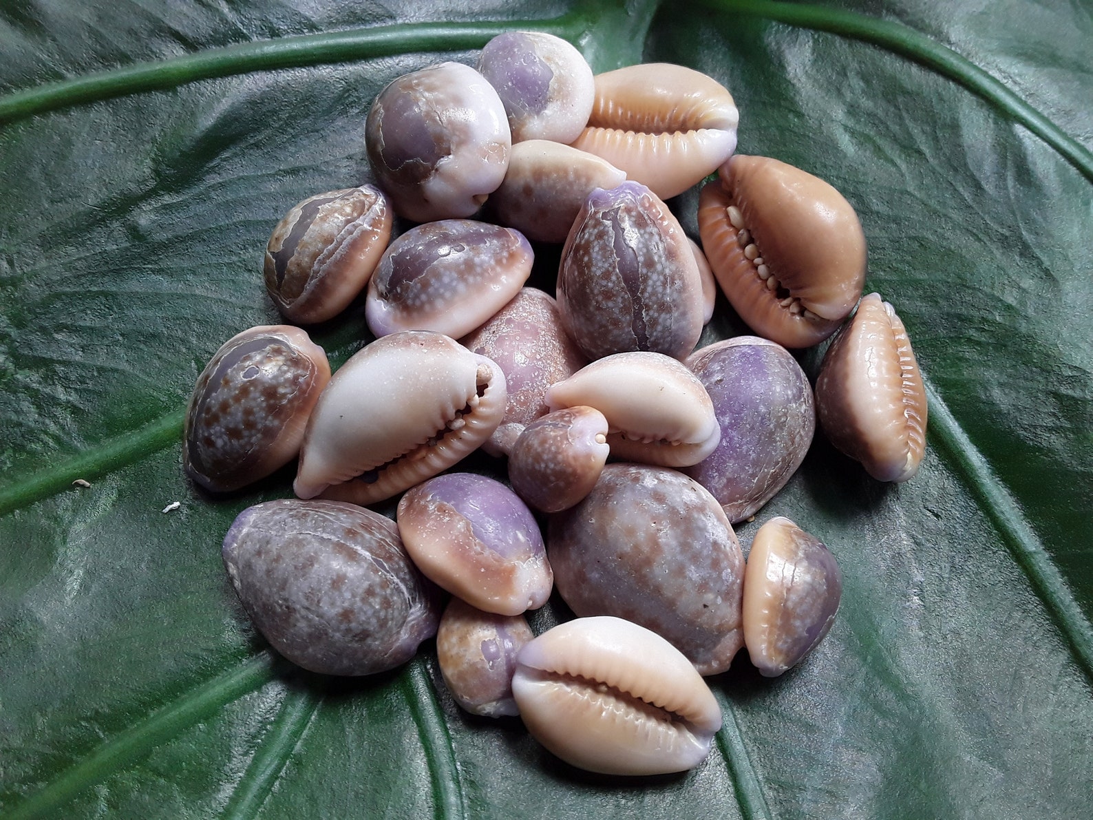 Craft Supplies Hawaiian Shells Kauai Honey Cowrie Shells - Etsy India