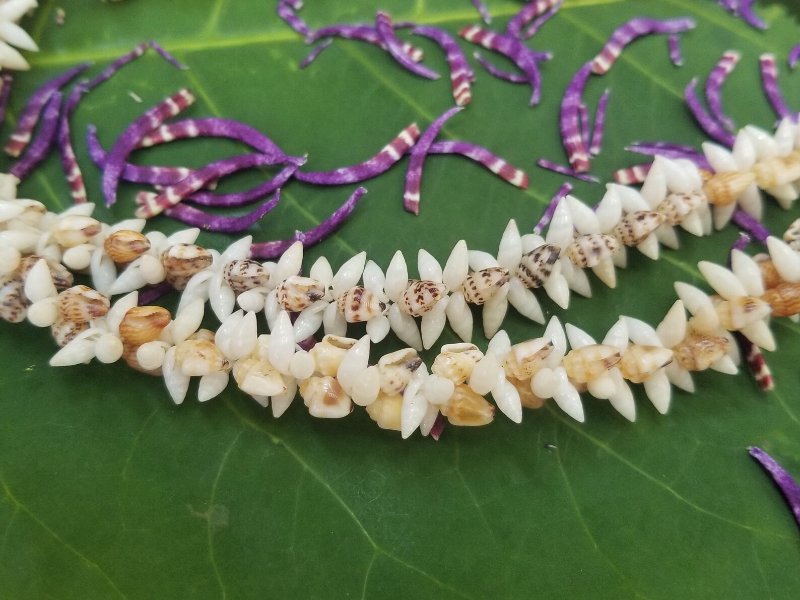 Kahelelani Shell Necklace Momi Shell Jewelry Momi Shell - Etsy