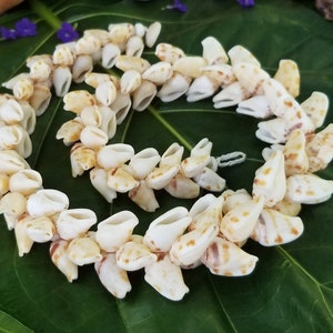Alilea Shell Lei Hawaiian Strombus Shell Necklace Shell Lei Rare Shells ...