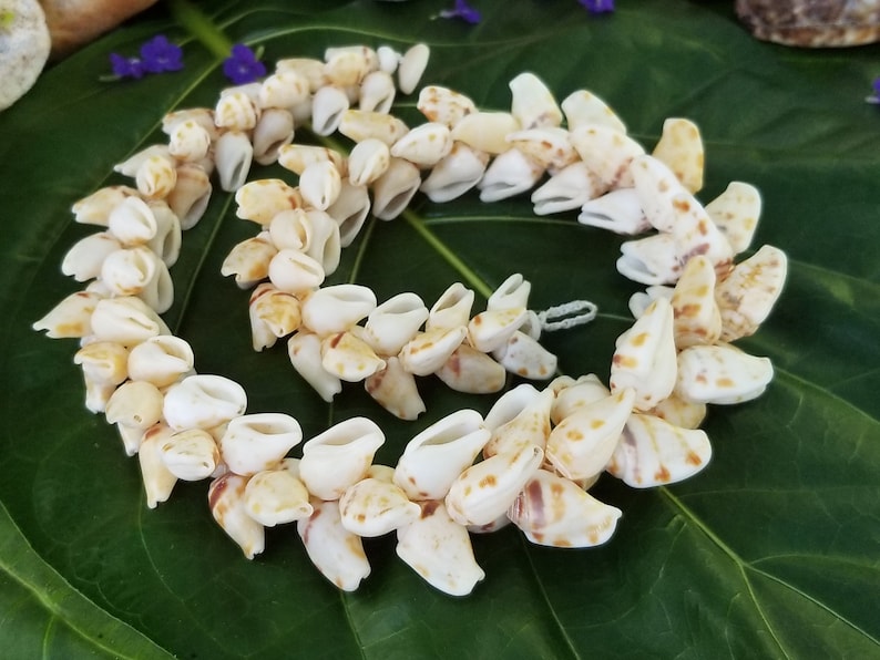 Alilea Shell Lei Hawaiian Strombus Shell Necklace Shell Lei Rare Shells ...