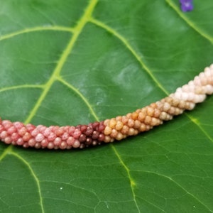 Kahelelani Shell Necklace Rare Shells Shell Lei Kauai Shells Hawaiian ...