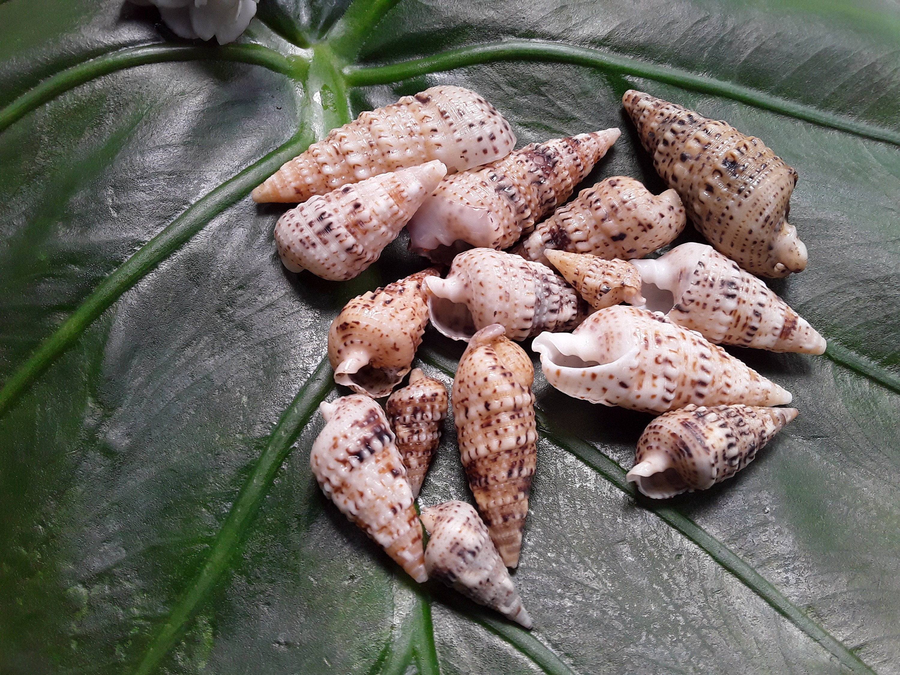 Horn Shells Hawaiian Chinese Horn Shells Kauai Chinese Horn - Etsy