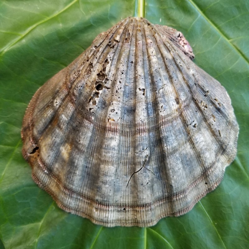 Sunrise Shell - Etsy