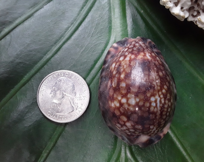 Humpback Cowrie Shell Rare Shells Pacific Ocean Shells Kauai - Etsy