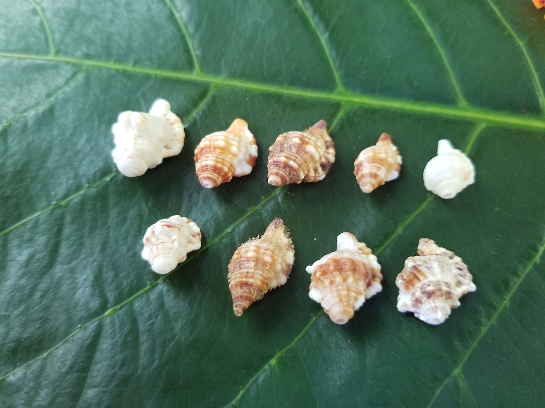 Craft Supplies Hawaiian Triton Shells Kauai Shells Pacific Ocean Shells ...
