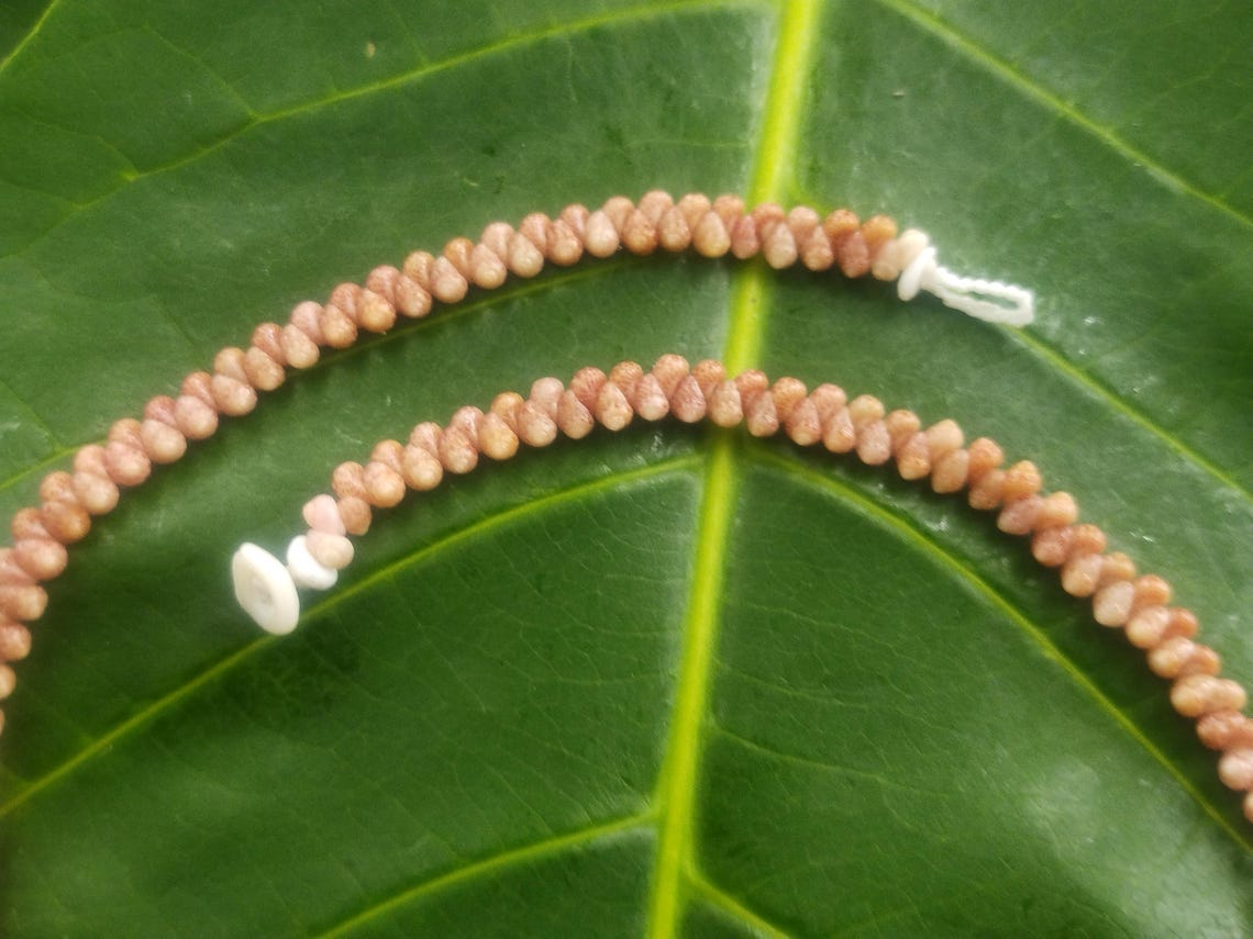 Sunrise Shell Lei: Kauai Kahelelani Shells, Sunrise Shell, Puka Shells ...
