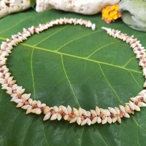 Laiki Shell Lei: Kahelelani Shells, Laiki Shells, Puka Shells, 50lb ...