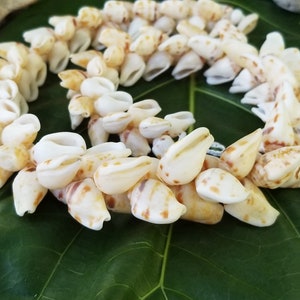 Alilea Shell Lei Hawaiian Strombus Shell Necklace Shell Lei Rare Shells ...