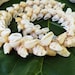 Puka Shell Necklace Puka Shell Lei Kauai Puka Shell Jewelry Rare Shells ...