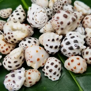 Craft Supplies Hawaiian Drupe Shells Kauai Shells Pacific Ocean Murex ...