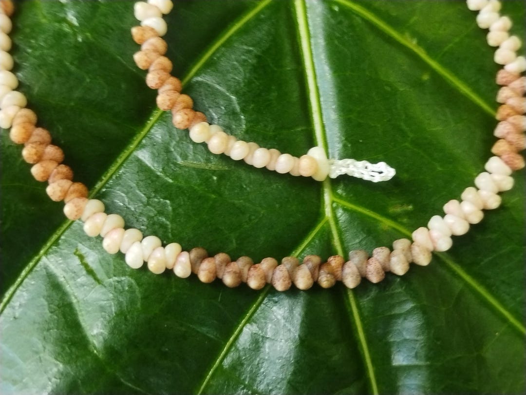 Kahelelani Shell Lei: Kauai Kahelelani Shells, Puka Shells, 50lb Nylon ...