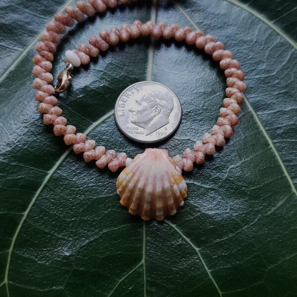 Sunrise Shells - Etsy