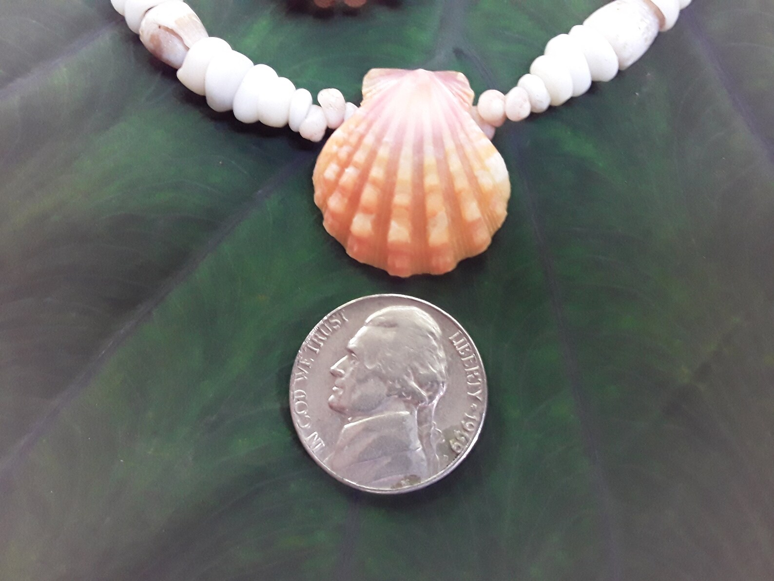 Sunrise Shell Lei Kauai Kahelelani Shell Lei Hawaii Shells | Etsy