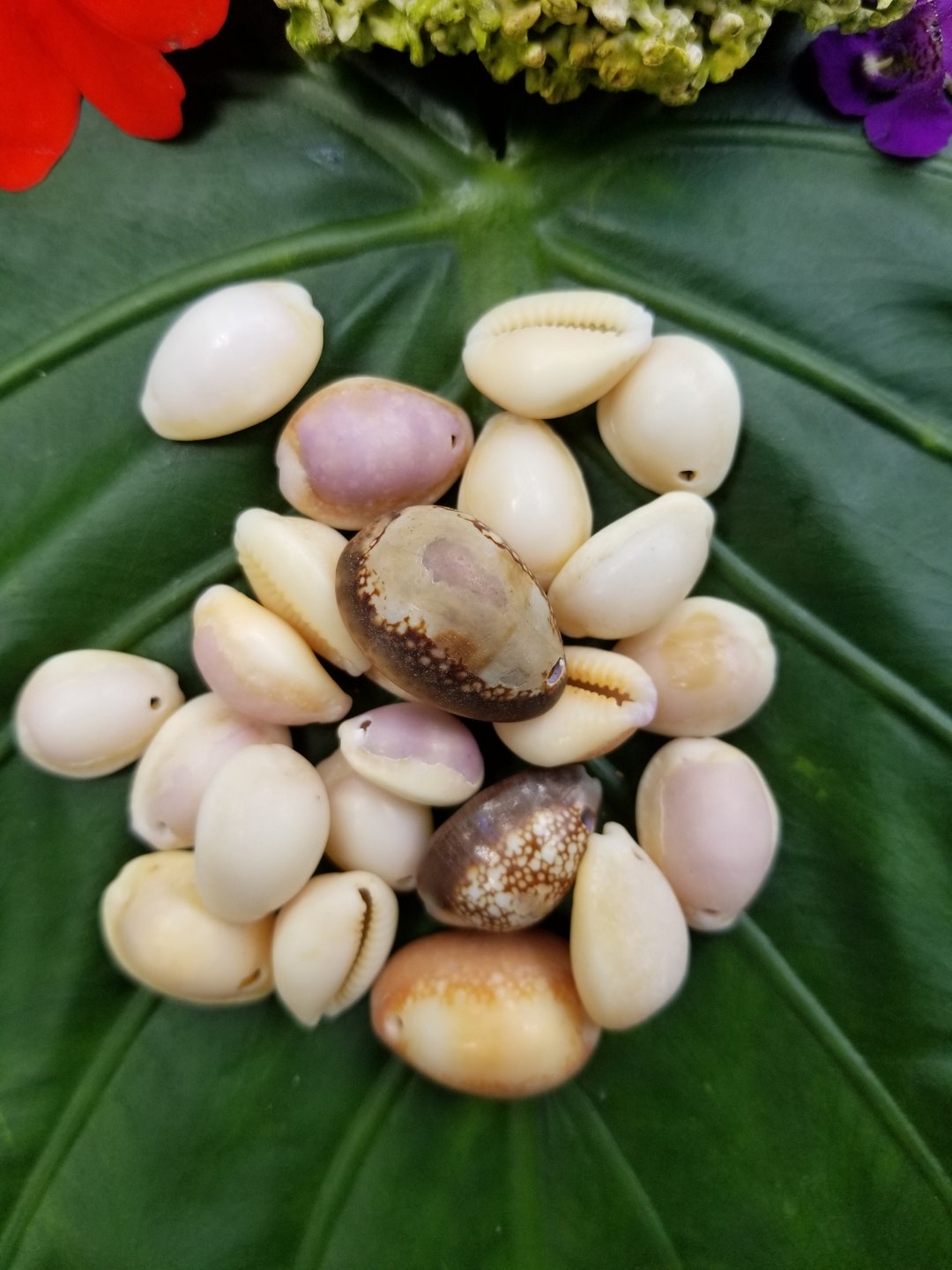 Hawaiian Cowrie Shells Kauai Cowrie Shells Pacific Ocean Shells Kauai ...