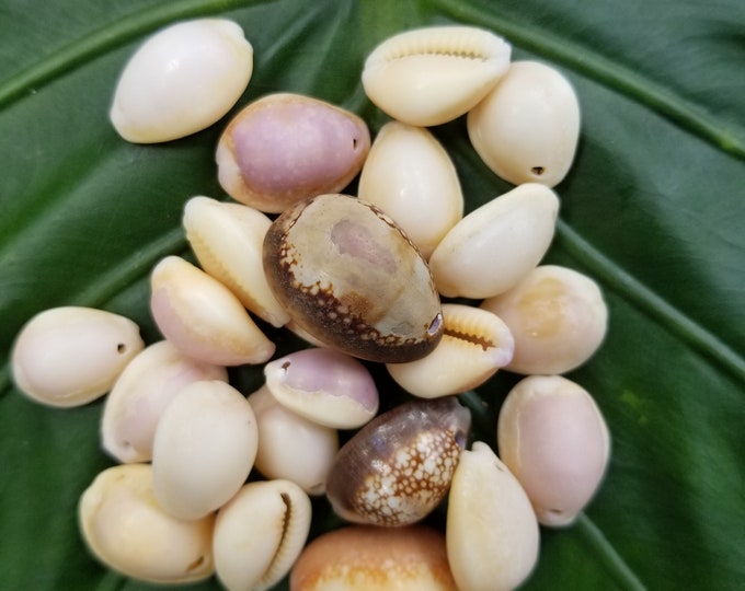 Hawaiian Cowrie Shells Kauai Cowrie Shells Pacific Ocean Shells Kauai ...