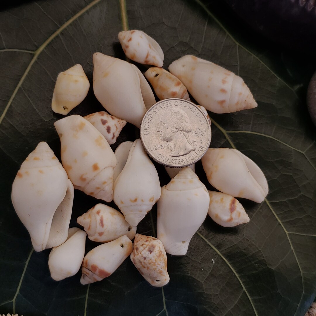 Hawaiian Stromb Shells Kauai Stromb Shells Pacific Ocean Shells Kauai ...