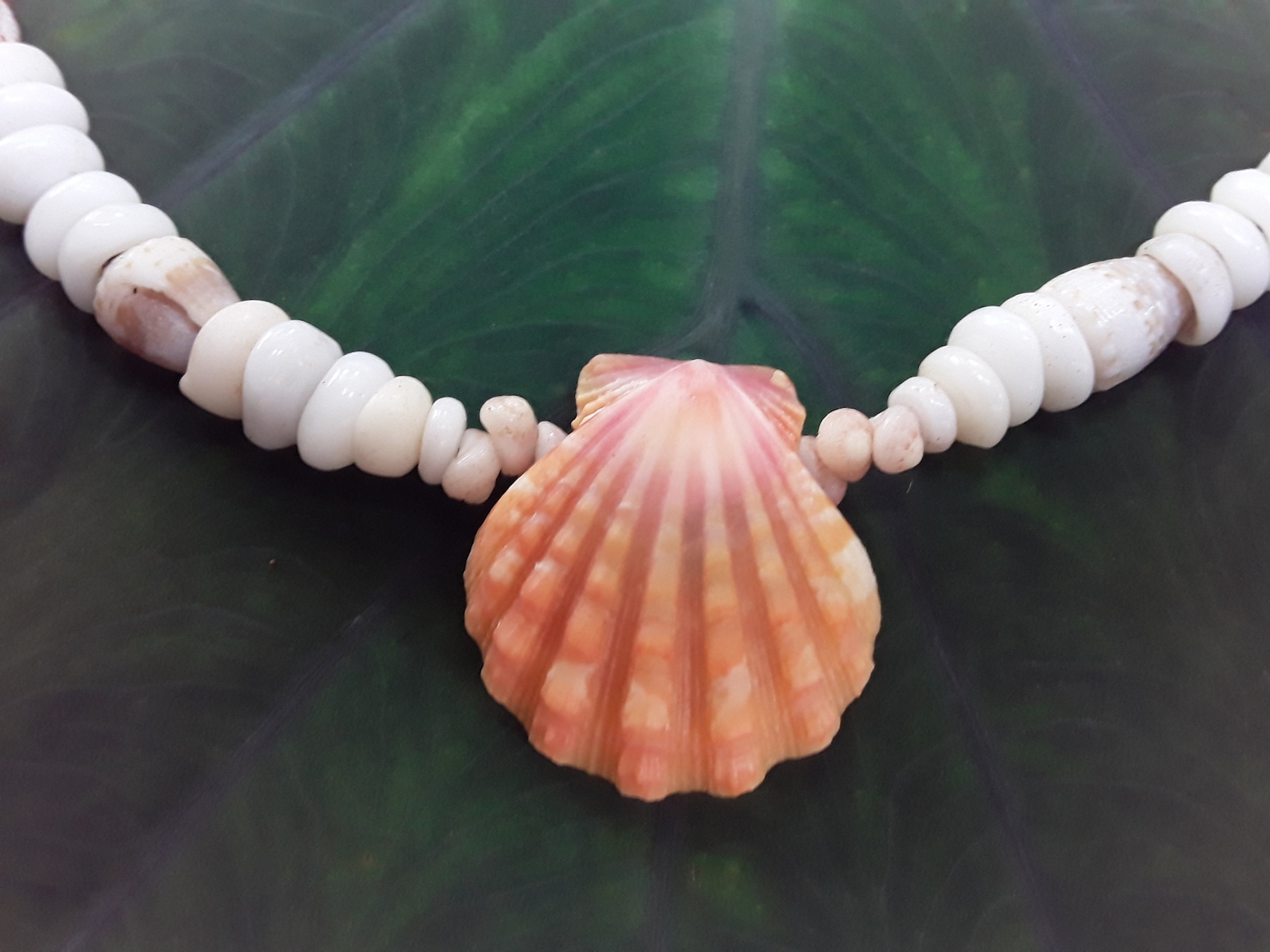 Sunrise Shell Lei Kauai Kahelelani Shell Lei Hawaii Shells | Etsy