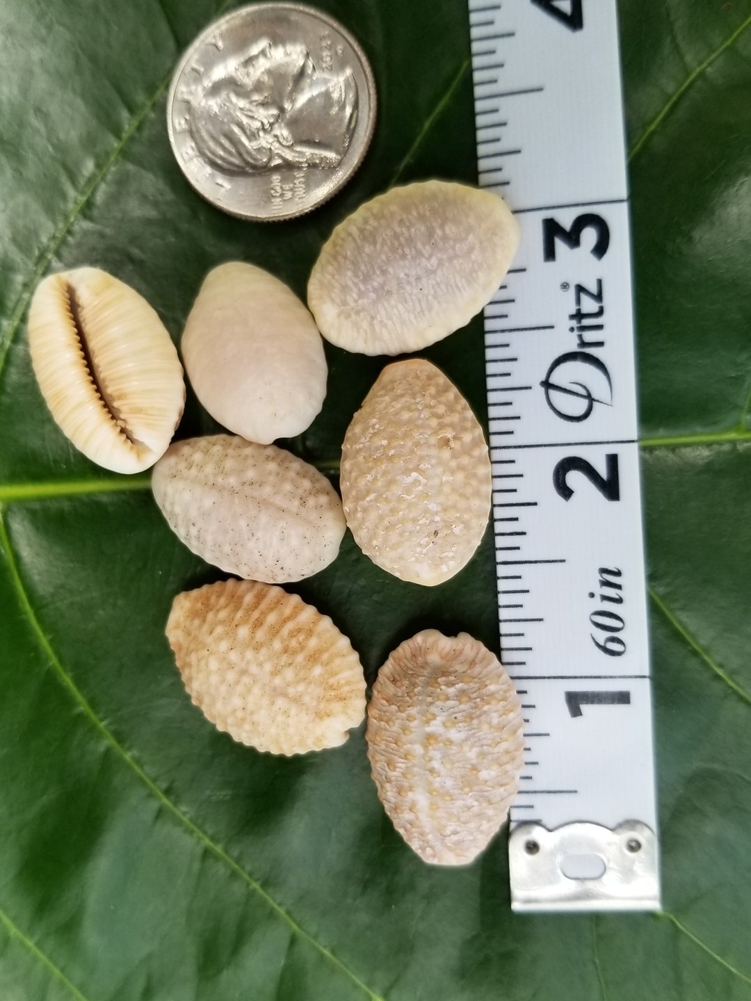 Granulate Cowrie Shell Rare Shells Pacific Ocean Shells Shells Kauai ...