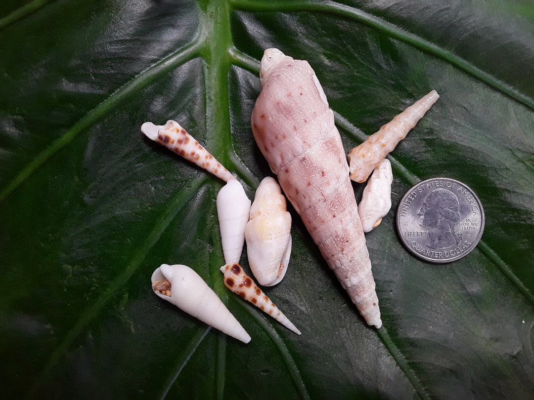 Craft Supplies Hawaiian Auger Shells Kauai Shells Pacific - Etsy