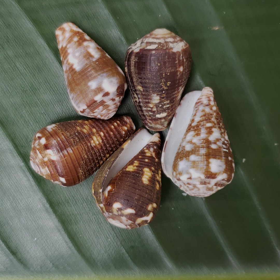 Craft Supplies Hawaiian Cat Cone Shells Kauai Cone Shells Pacific Ocean ...
