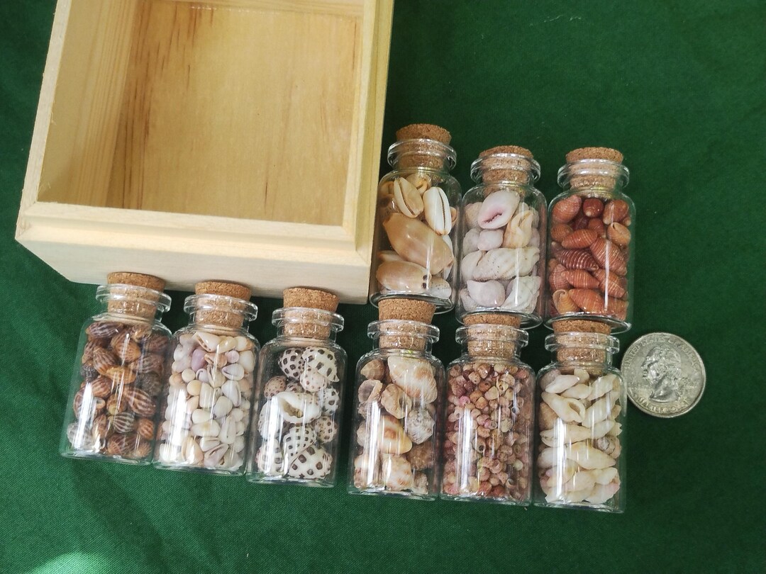 Hawaii Shell Collection Kauai Shells Hawaiian Rare Shell Collection ...