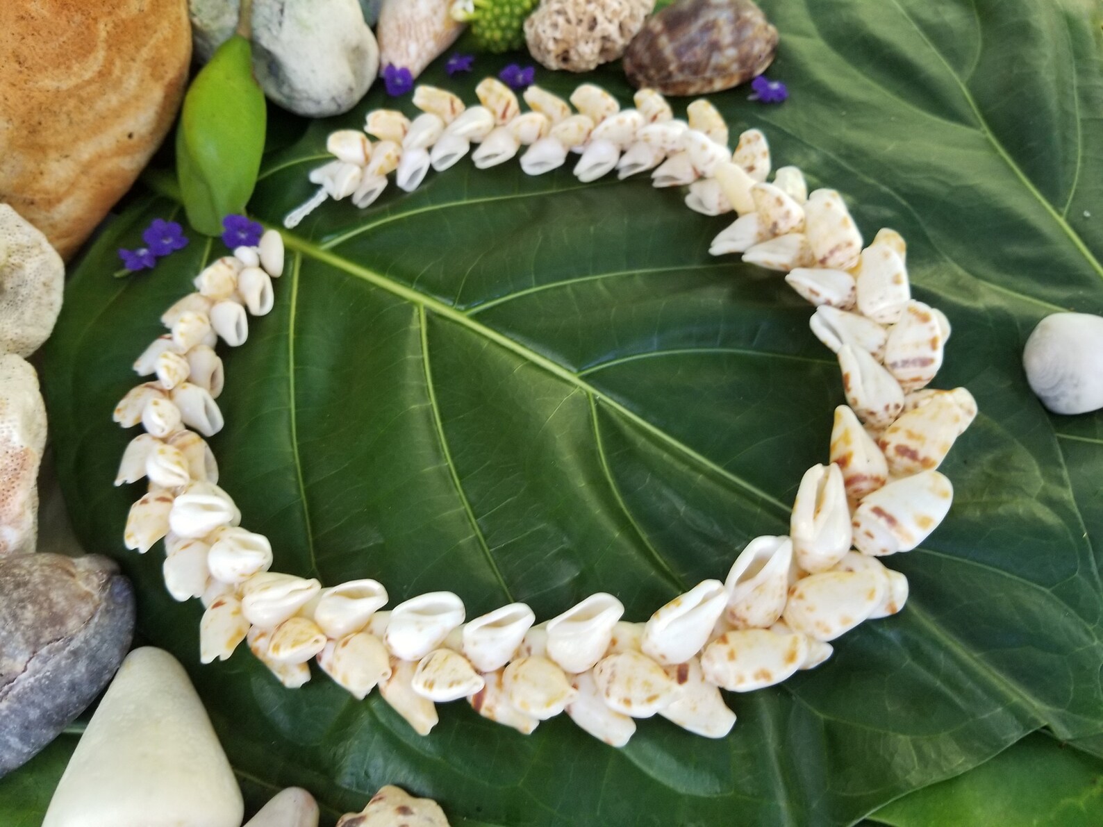 Alilea Shell Lei Hawaiian Strombus Shell Necklace Shell Lei Rare Shells ...