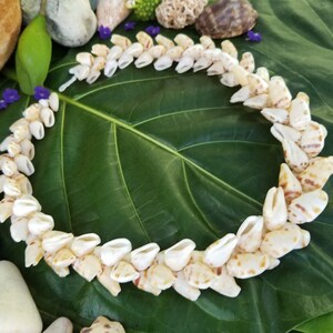 Alilea Shell Lei Hawaiian Strombus Shell Necklace Shell Lei Rare Shells ...