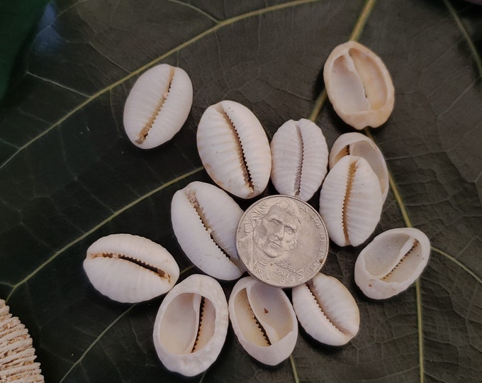 Granulate Cowrie Shells Hawaiian Havle Granulate Cowrie Shells Kauai ...