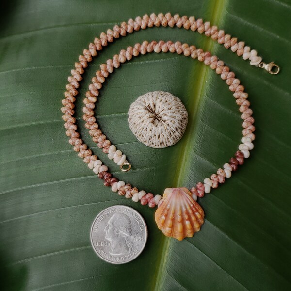 Sunrise Shell - Etsy