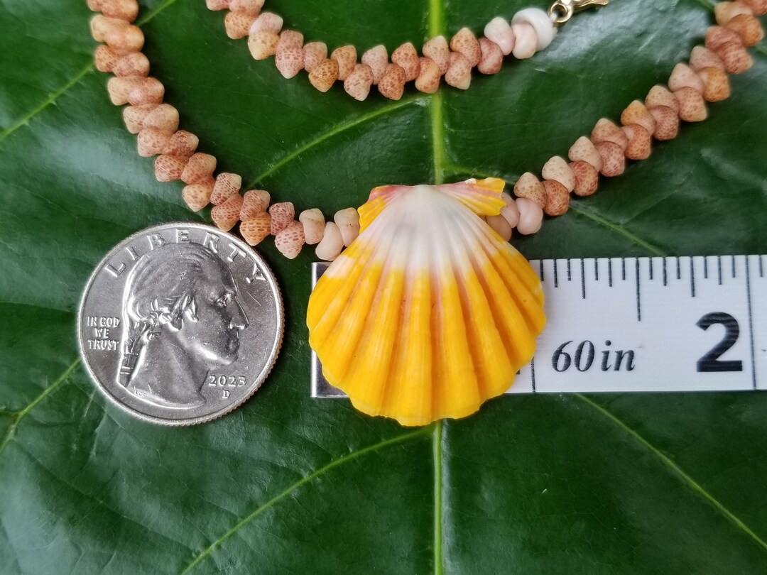 Sunrise Shell Lei Kauai Kahelelani Shell Lei Hawaii Shells Beach ...