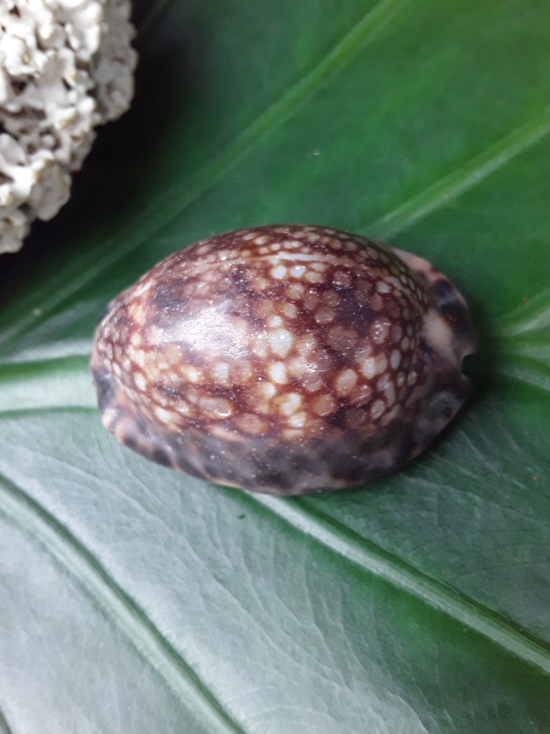 Humpback Cowrie Shell Rare Shells Pacific Ocean Shells Kauai | Etsy