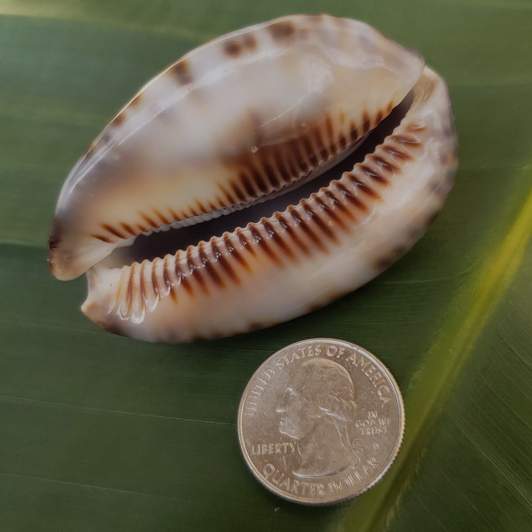 Reticulated Cowry Shell Rare Shells Pacific Ocean Shells Kauai - Etsy