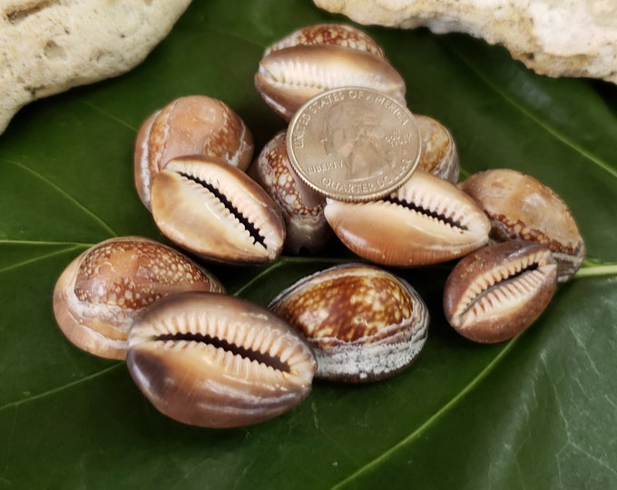 Craft Supplies Hawaiian Cowrie Shells Kauai Cowrie Shells Pacific Ocean ...