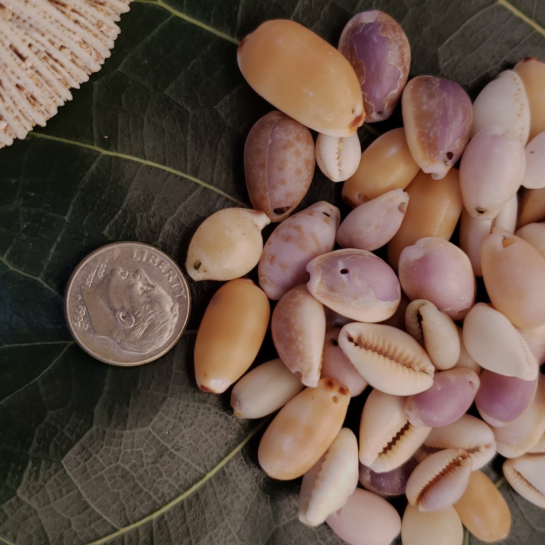 Craft Supplies Hawaiian Cowrie Shells Kauai Cowrie Shells Pacific Ocean ...