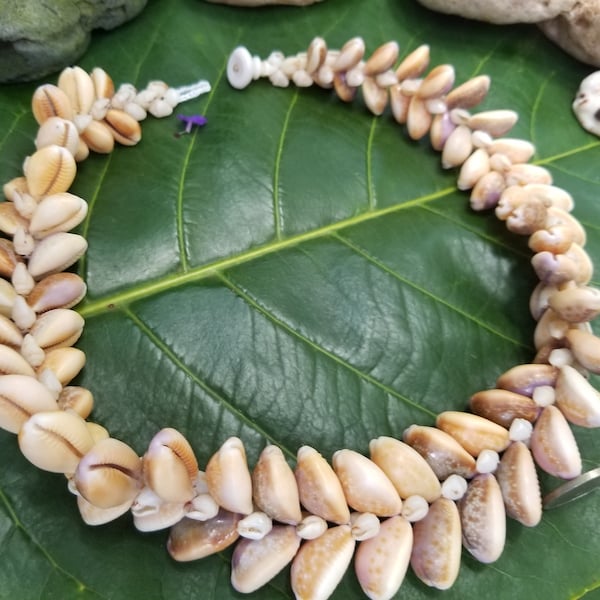 Hawaiian Cowrie - Etsy