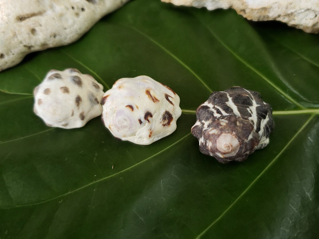 Hawaiian Mulberry Drupe Shells Kauai Shells Pacific Ocean Shells Kauai ...