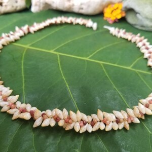 Laiki Shell Lei: Kahelelani Shells, Laiki Shells, Puka Shells, 50lb ...