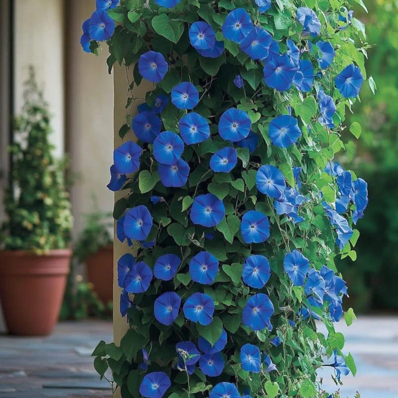 200 Heavenly Blue Morning Glory Seeds Climbing Vine, Ipomoea Tricolor ...