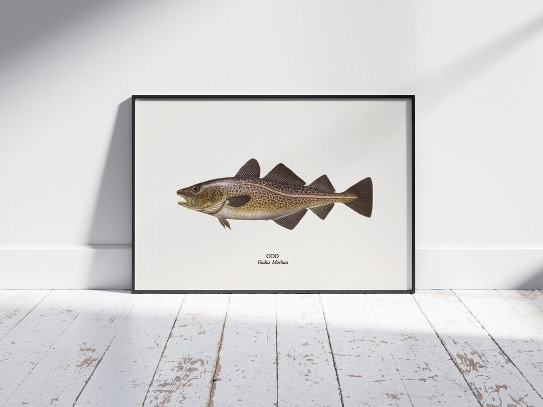 Cod Fish Poster / Cod – Retro Fishing Wall Art | Nautical Home Decor - Etsy