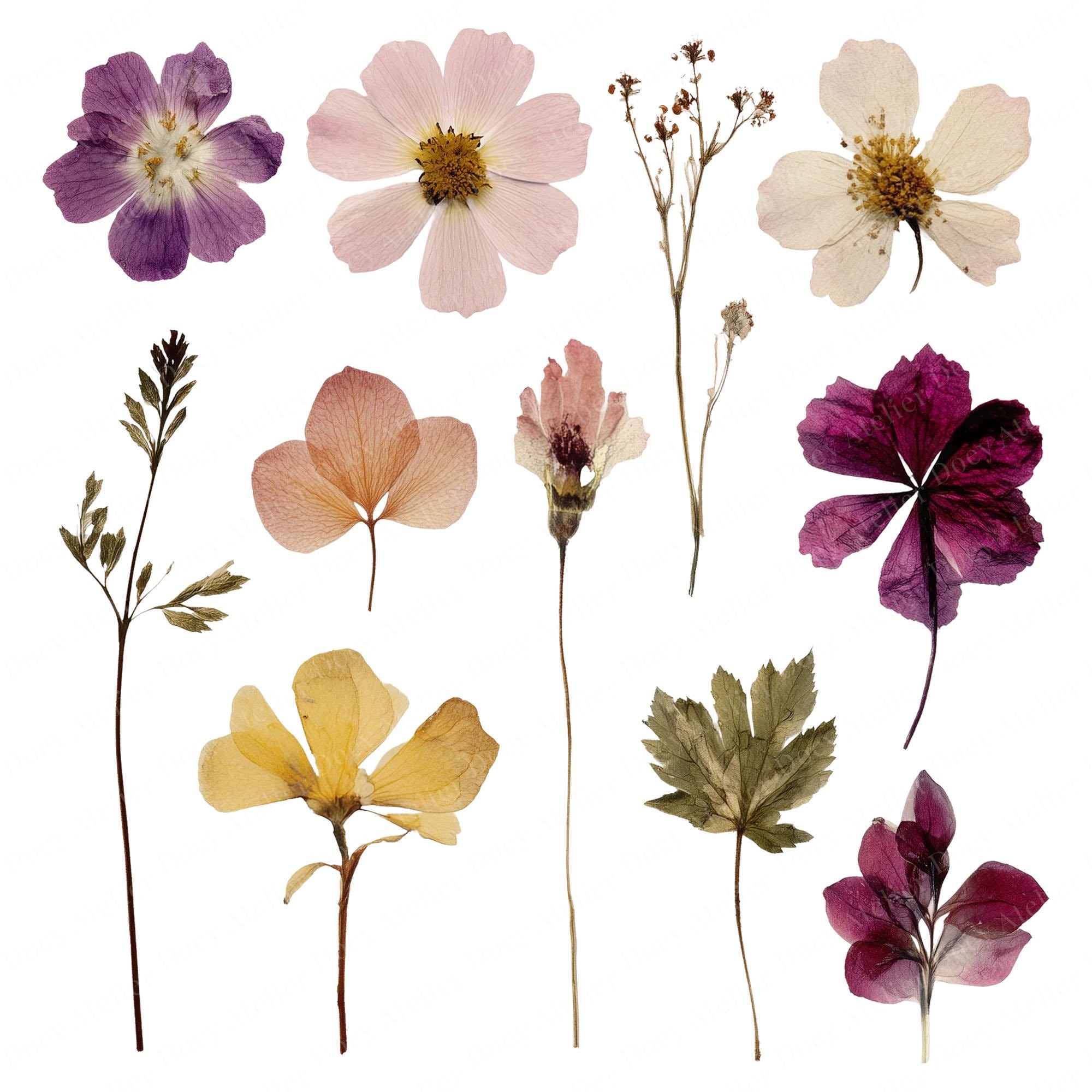 11 Floral Clipart Set, Pressed Botanical Flower Elements, Soft Neutral ...