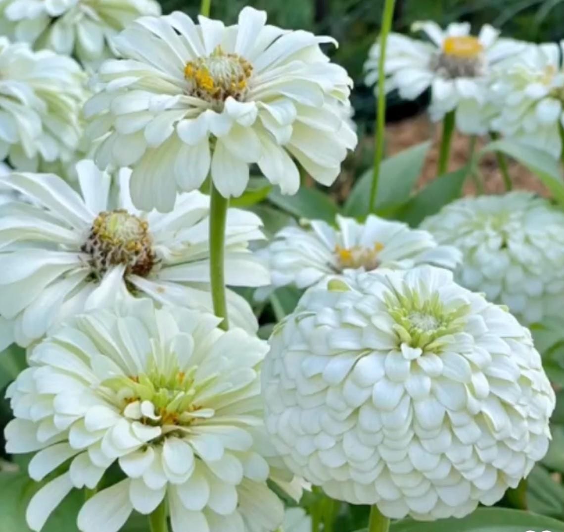 Polar Bear Zinnia Seeds – White Heirloom Blooms, Non-gmo Cut Flowers - Etsy