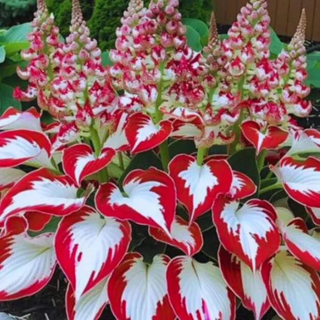 Heart Shaped Hosta Seeds Perennial Rich Foliage Shade Garden Pollinator ...