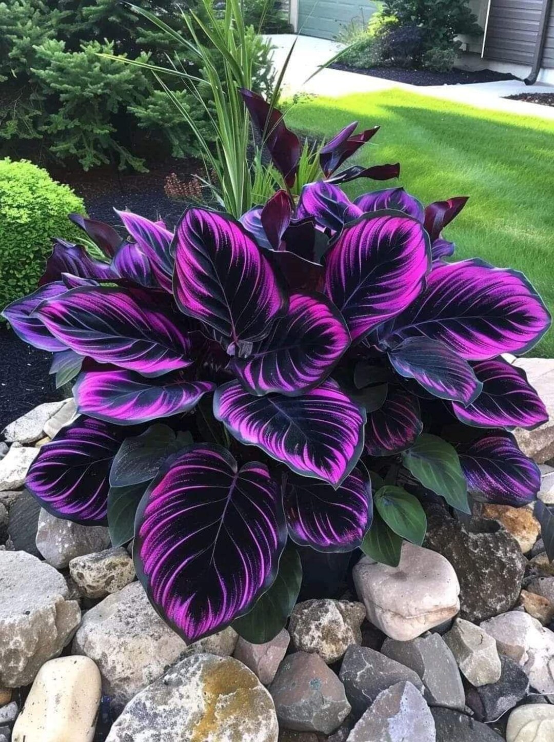 100PCS Heart-shaped Hosta Seeds Perennial Shade Garden Plants Outdoor ...