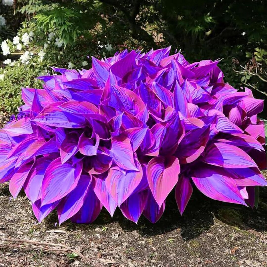 Hosta Type Coleus Purple Seeds – Mixed Perennial Foliage for Garden - Etsy
