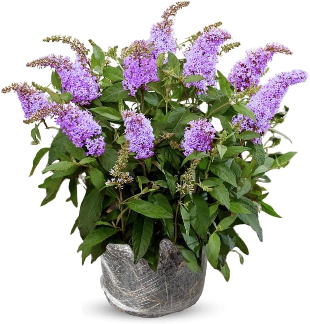 Butterfly Bush Live Plant – 4–8 Inch Tall | Fragrant Flowering Shrub ...