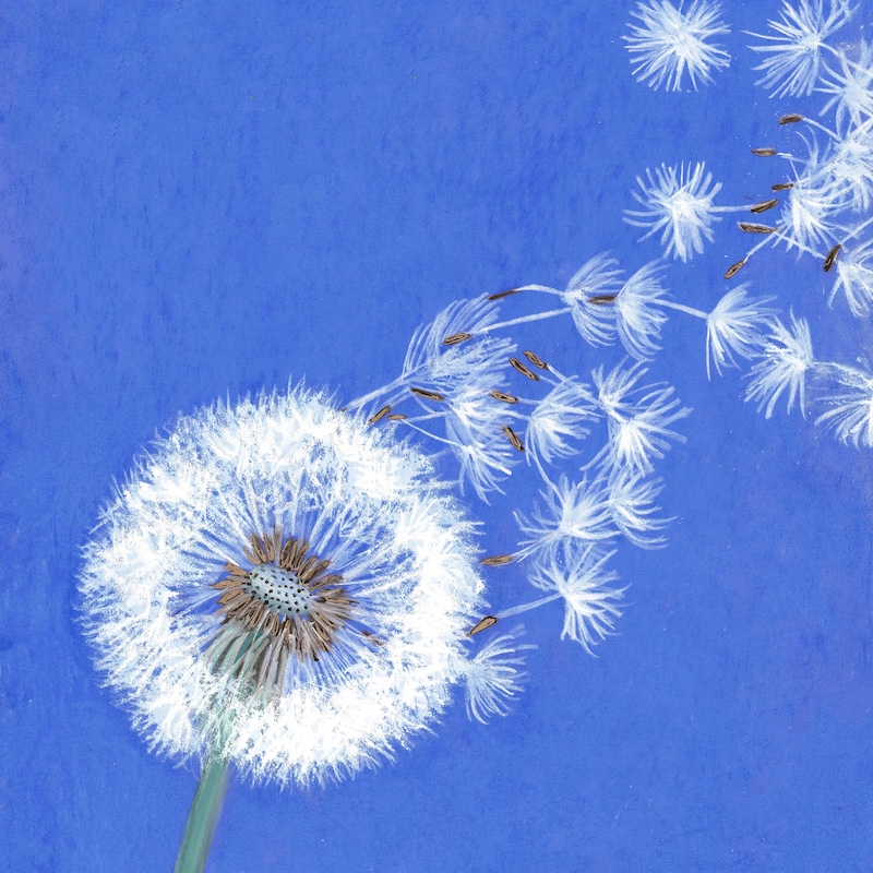 Seeds Blowing - Etsy